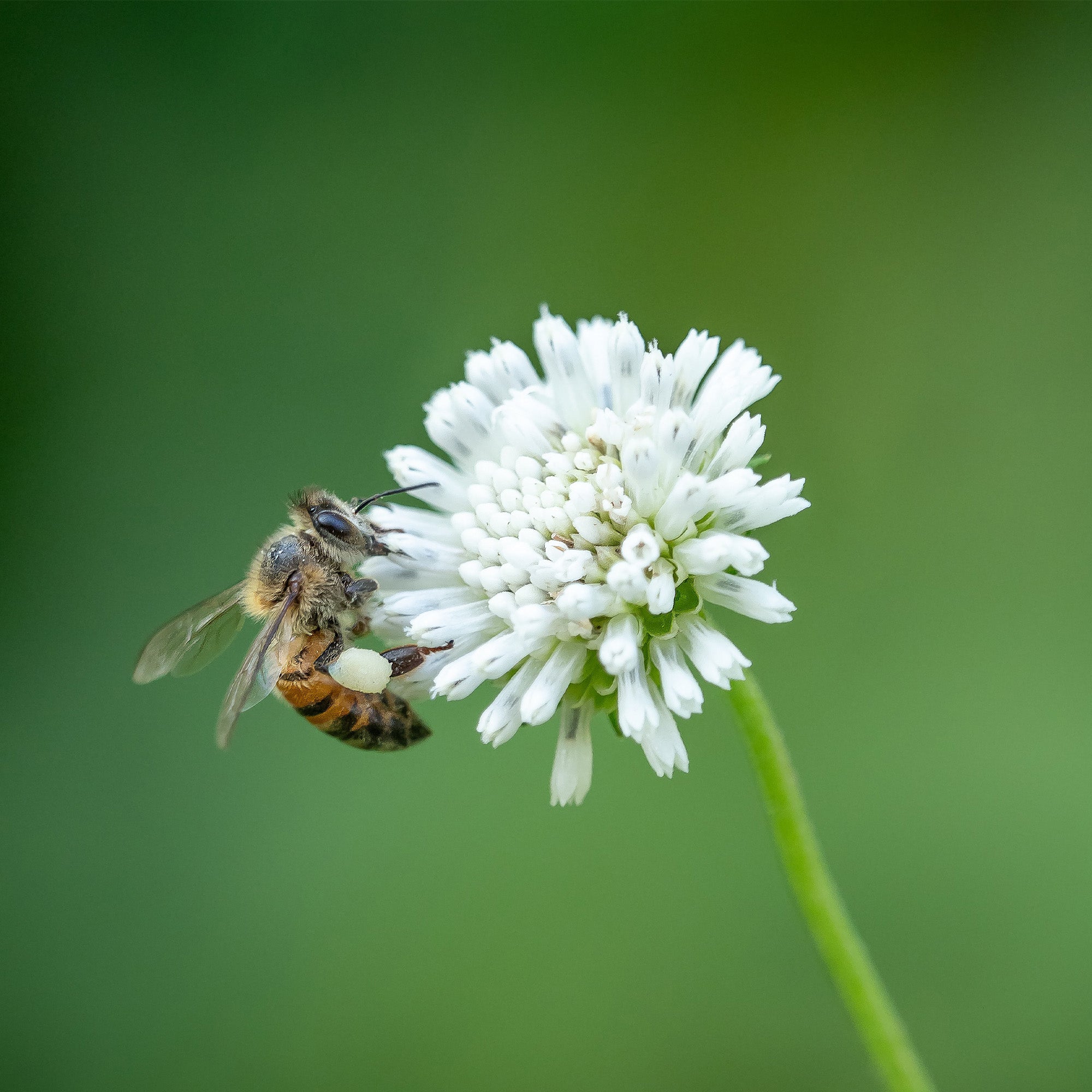 Apiturismo – Summapi